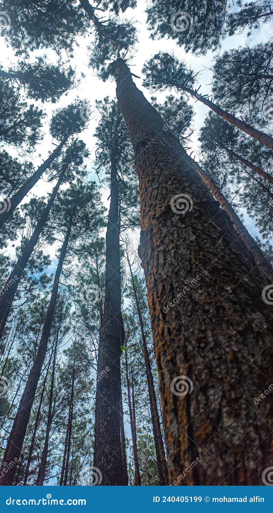 Under the Pine Trees at the Forest Stock Image - Image of trees, pine ...