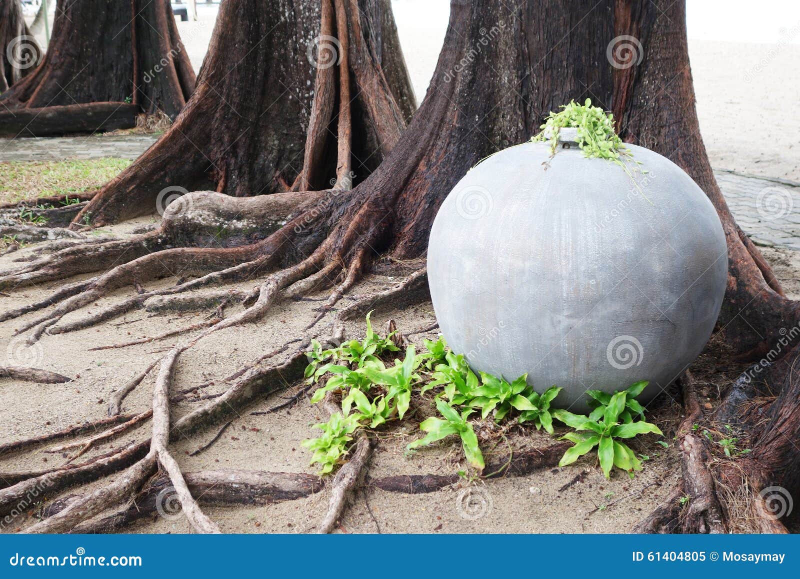Under Pines Tree Has a Large Jar for Planting Trees Stock Image - Image ...