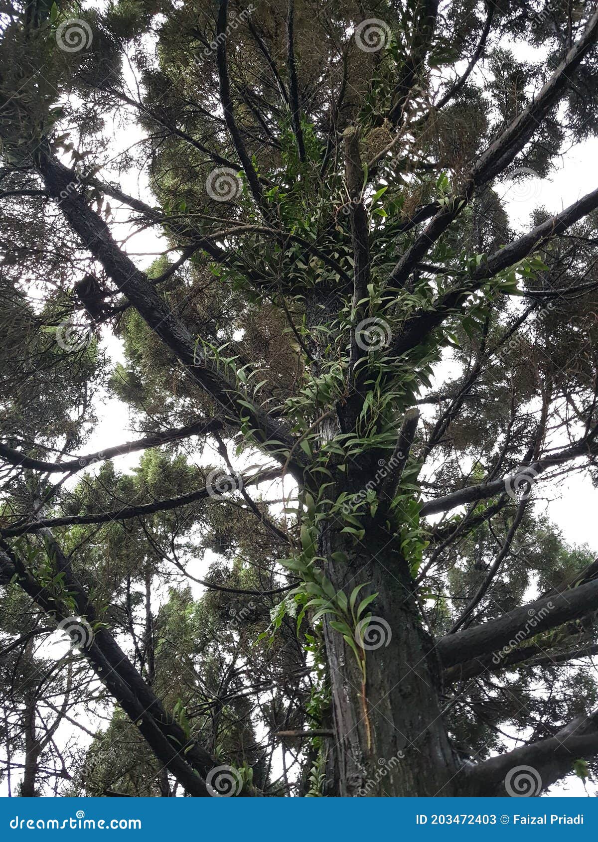 Under pinus tree stock image. Image of random, bottom - 203472403