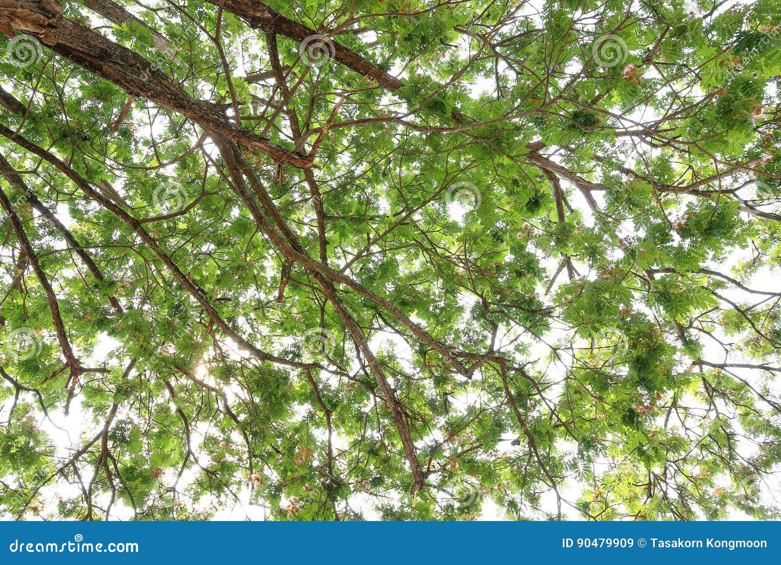 Under Rain Tree Branch and Green Leaves Against Natural Light Stock ...