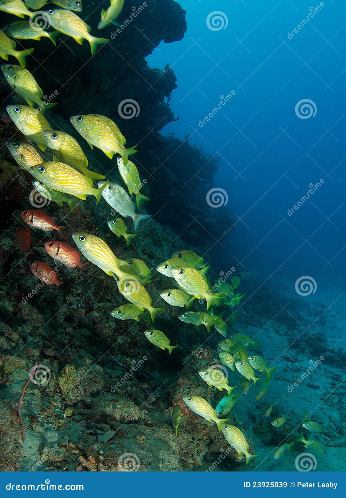 Under a Reef Ledge stock image. Image of tropical, reef - 23925039