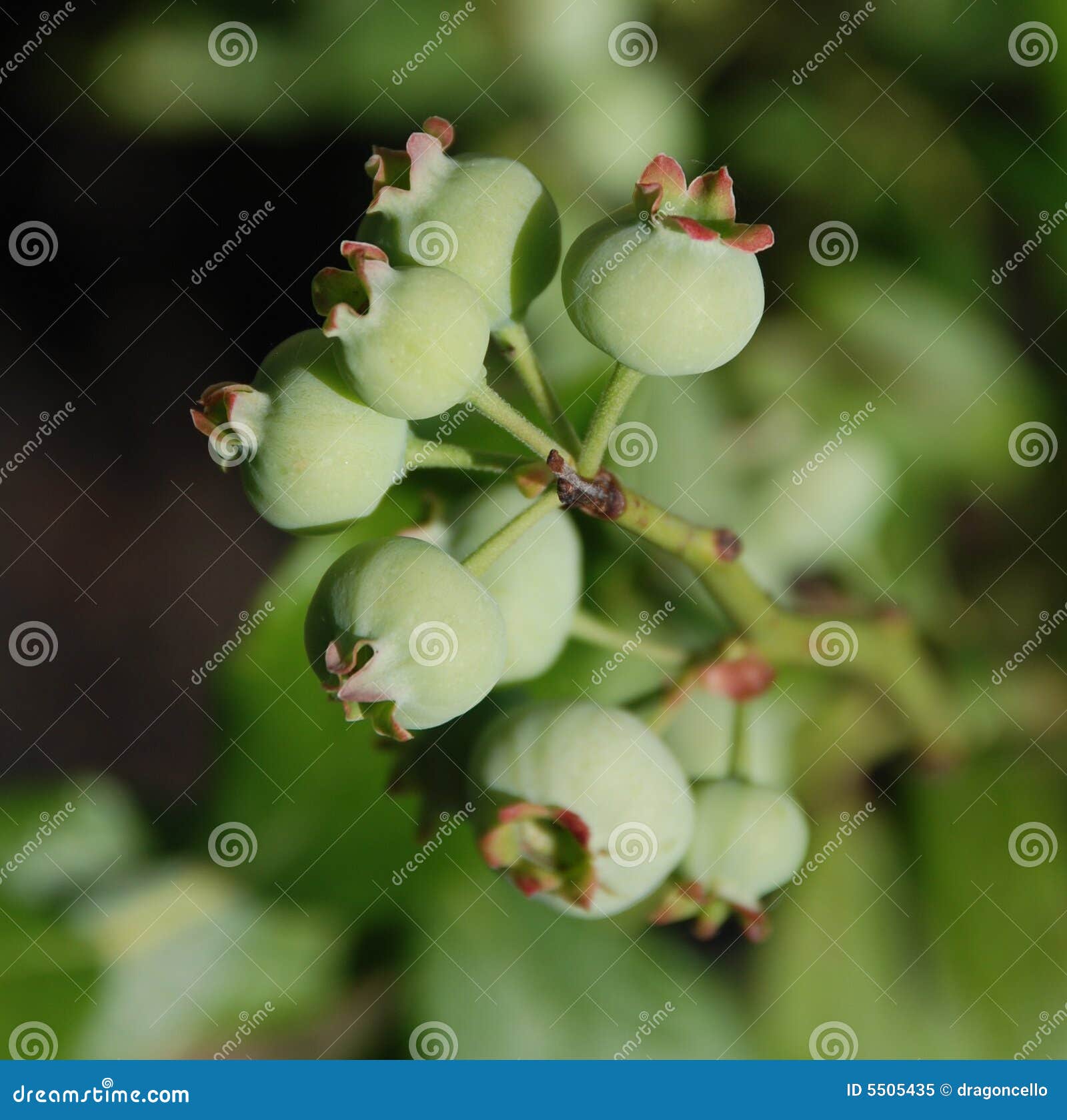 Under Ripe Blueberries Royalty Free Stock Photo - Image: 5505435