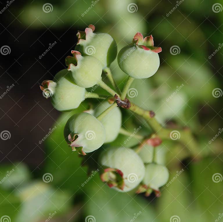 Under Ripe Blueberries stock image. Image of fruit, agriculture - 5505435