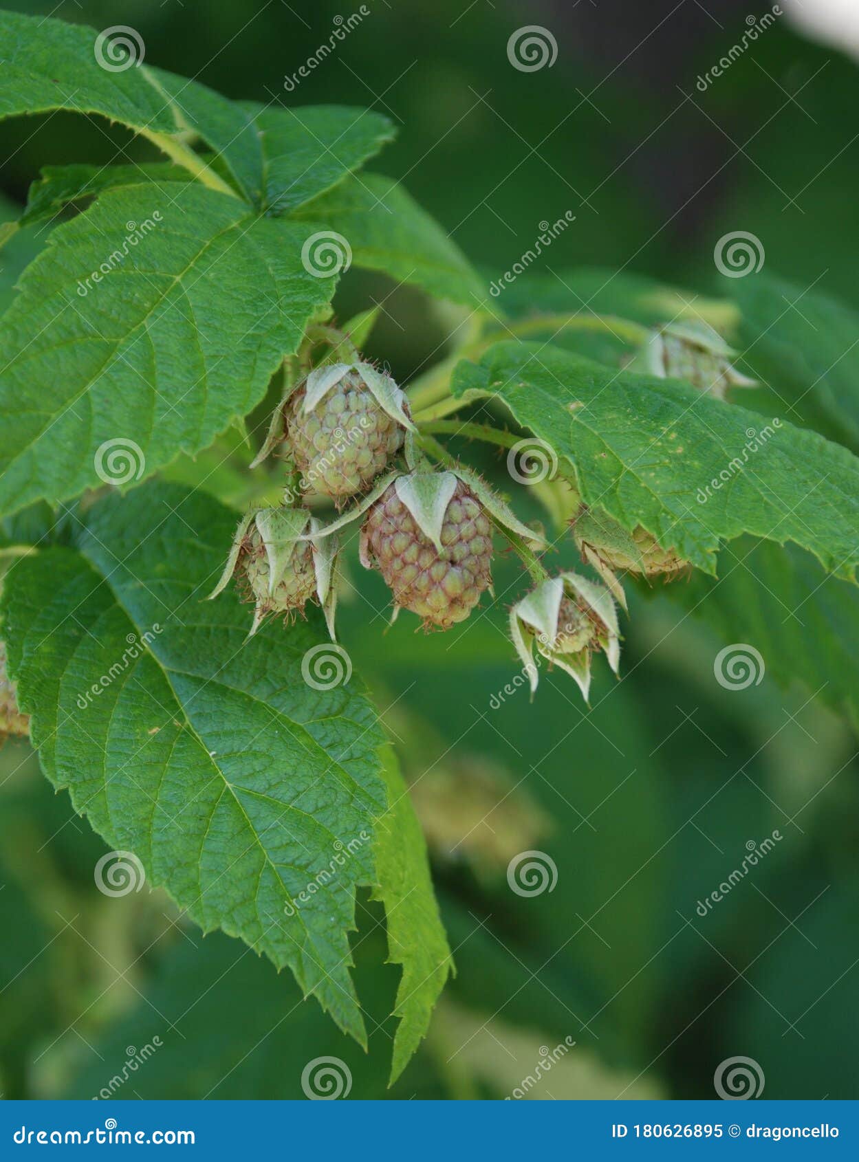 Under Ripe Raspberries stock image. Image of garden - 180626895
