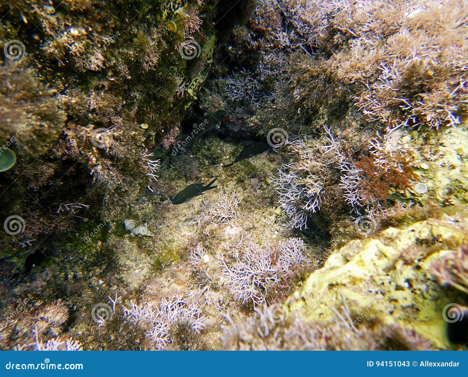 Under the Sea. Reef Mediterranean Stock Image - Image of marine, nature ...