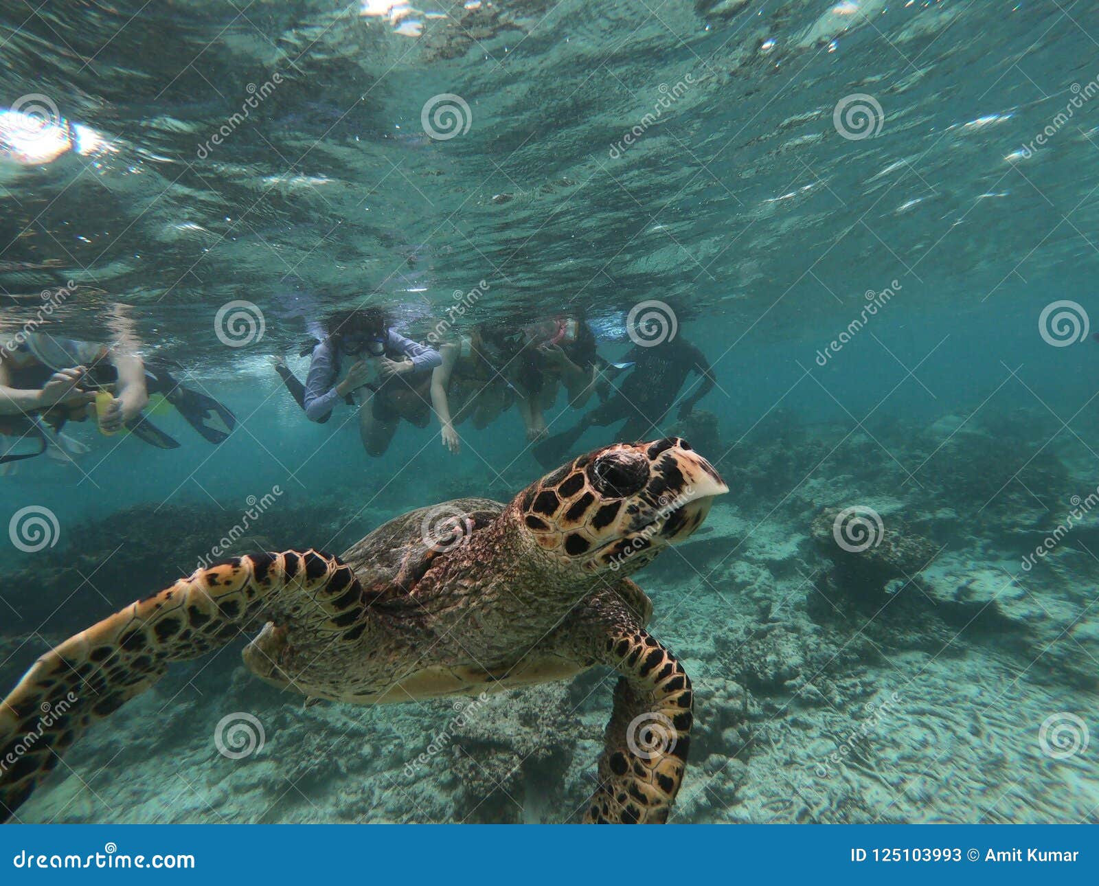 Turtle time stock image. Image of turtle, time, scenerio - 125103993