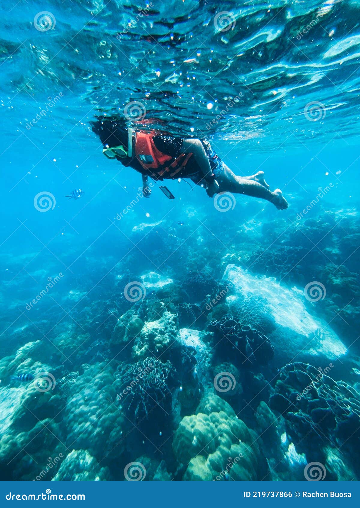 Under the Sea Travel in the Diving Sea Stock Photo - Image of water ...