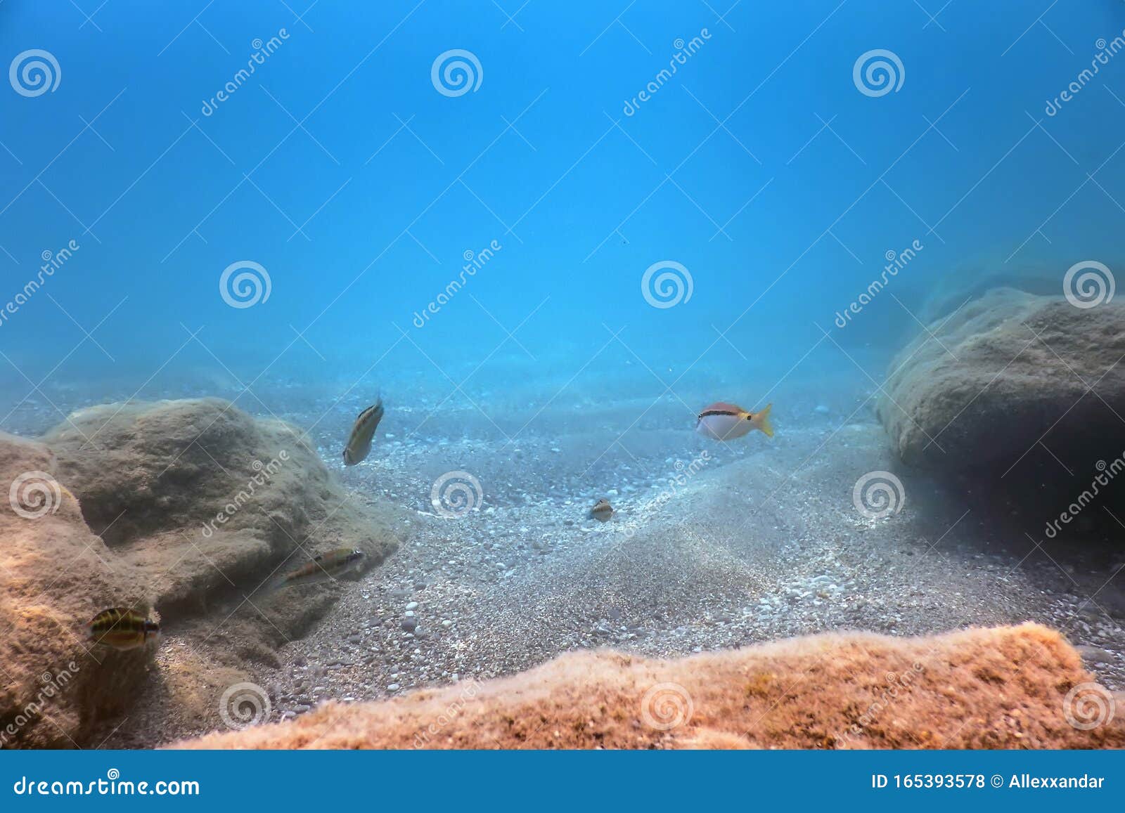 Under the Sea, Underwater Scene Sunlight, Fish Underwater Life Stock ...