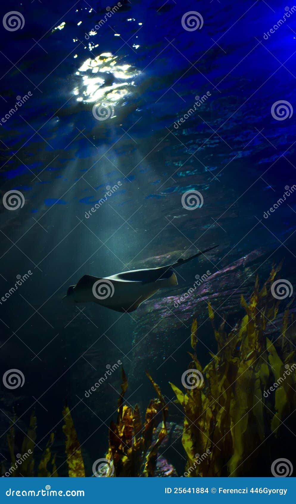 Under the see stock photo. Image of dark, serene, sunbeam - 25641884