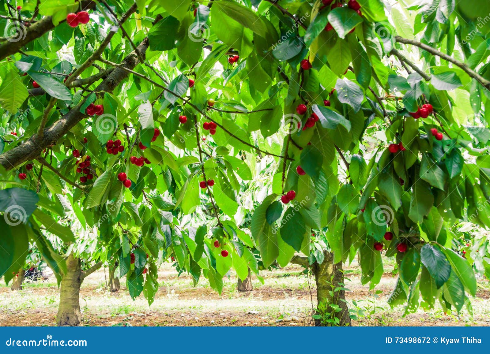 Under the Shade of Cherry Trees Stock Photo - Image of bright, food ...