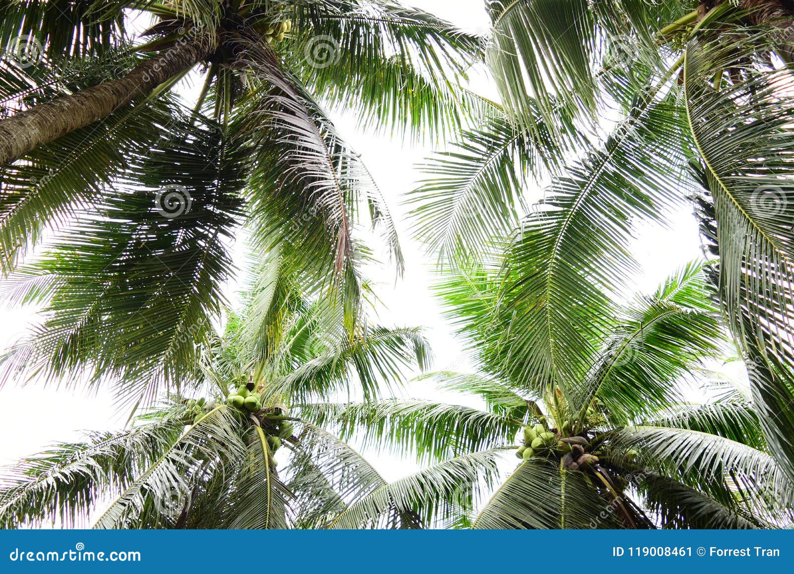 Under the Shade of Coconut Trees Stock Image - Image of sunlight, noon ...