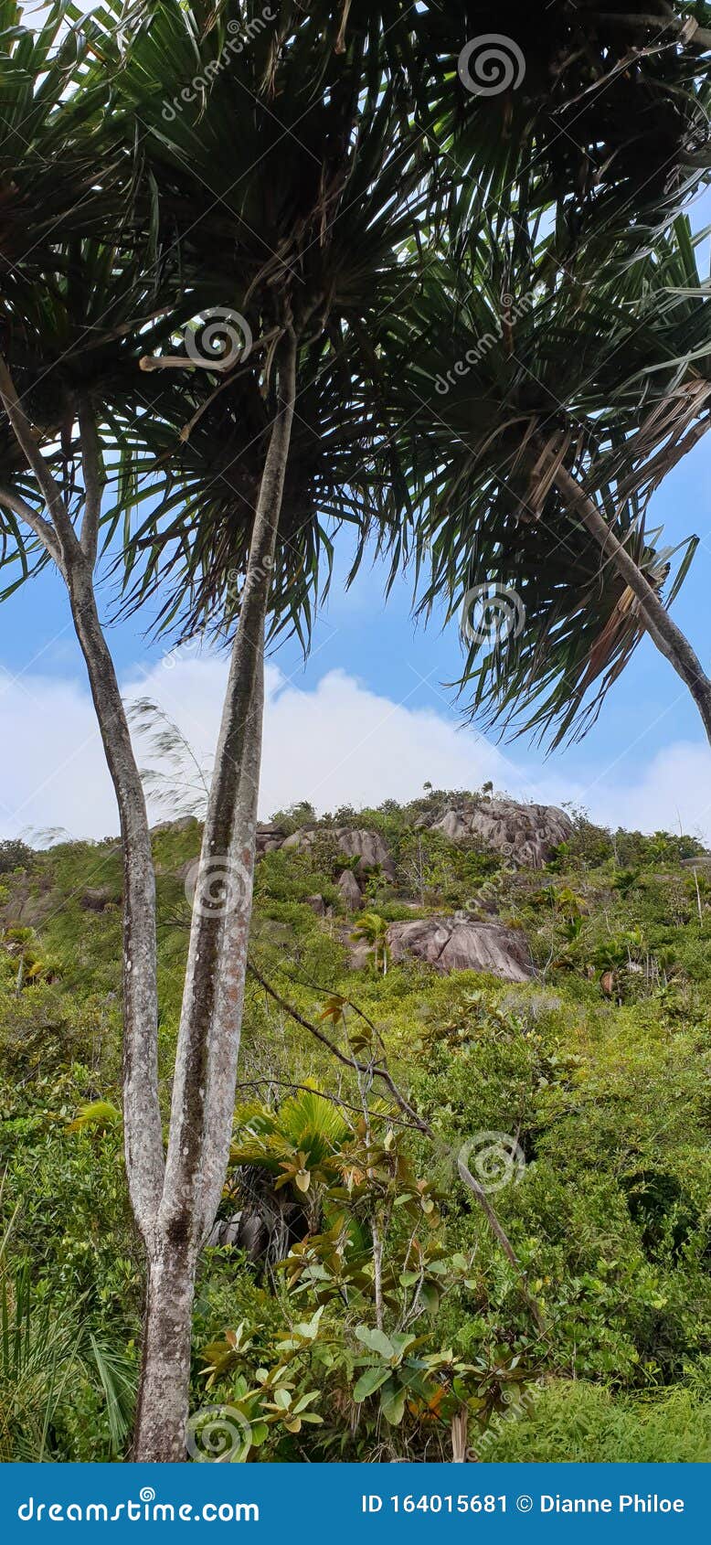 Under the shade of nature stock image. Image of daytime - 164015681