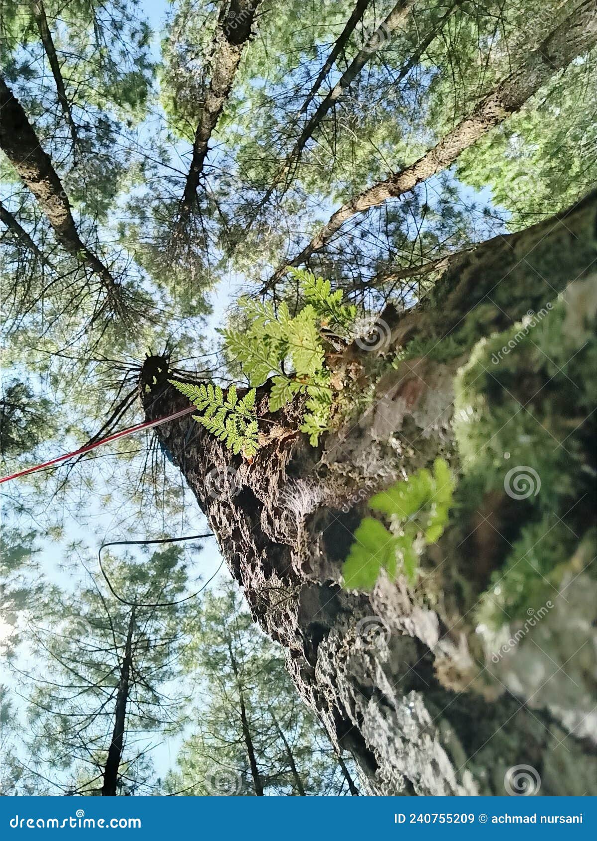 Under the Shade of a Pine Tree I Lean on Stock Image - Image of shade ...