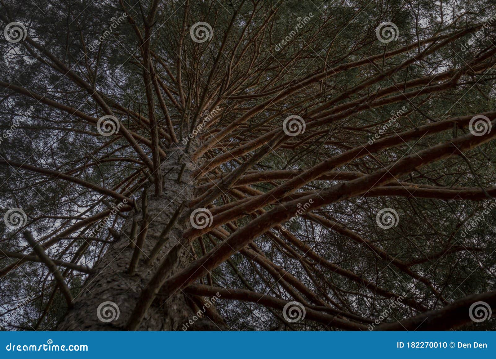 Under the Shade of a Pine Tree. Stock Photo - Image of tree, trunk ...