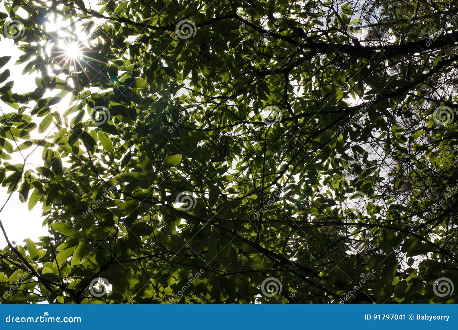Under the shade of the sun stock image. Image of garden - 91797041