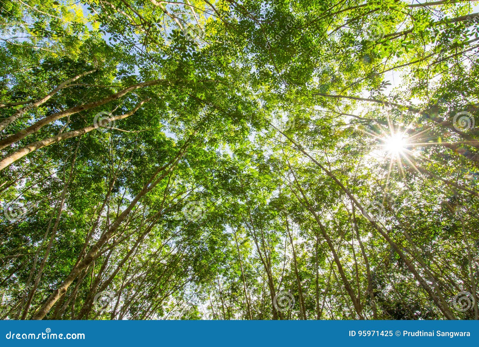 Under the Shade of a Tree Cover the Sky Stock Image - Image of ...