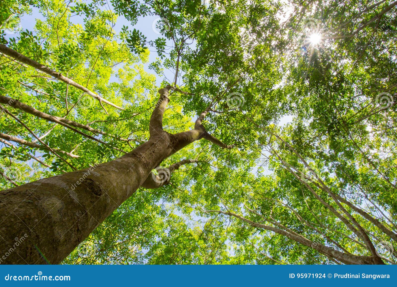 Under the Shade of a Tree Cover the Sky Stock Photo - Image of crop ...