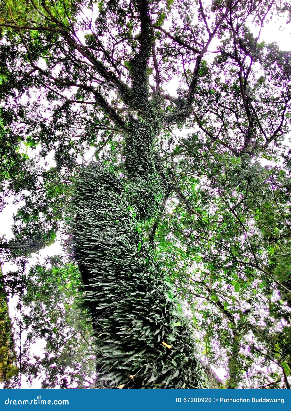 Under the shade of a tree stock photo. Image of geology - 67200920