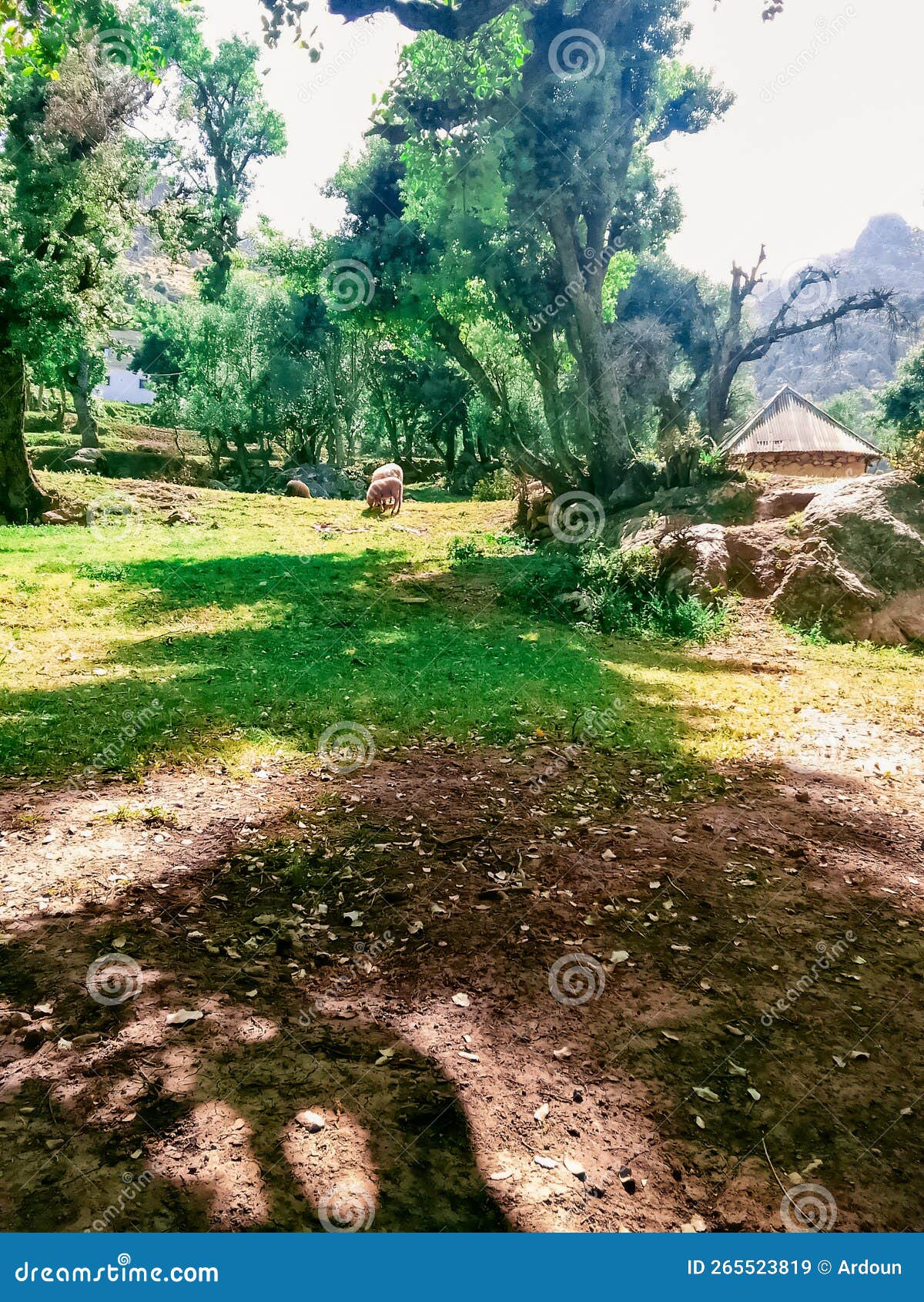Under the shade of trees stock image. Image of green - 265523819