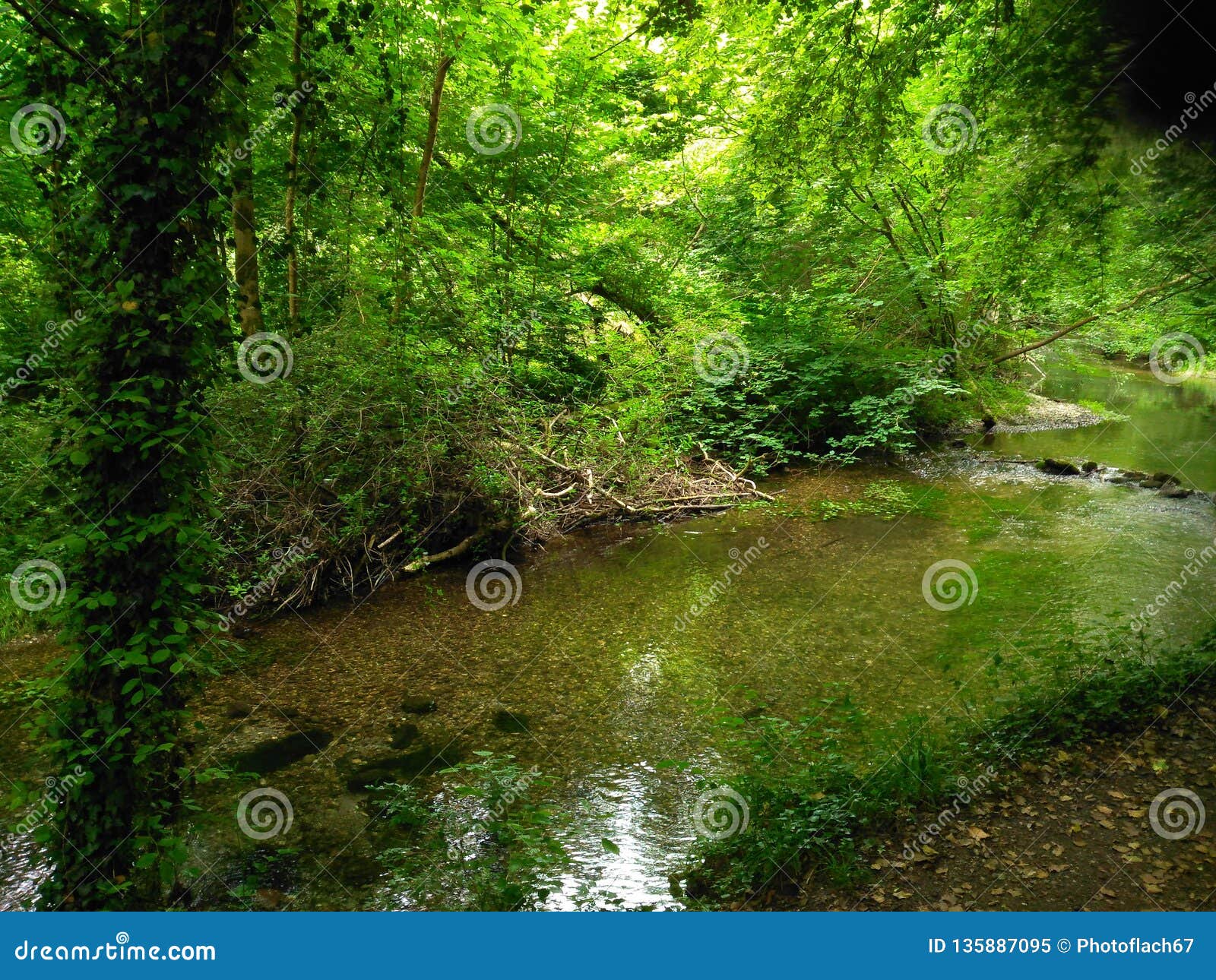 Under the Shade of Trees, the Stream Runs Its Way Stock Image - Image ...