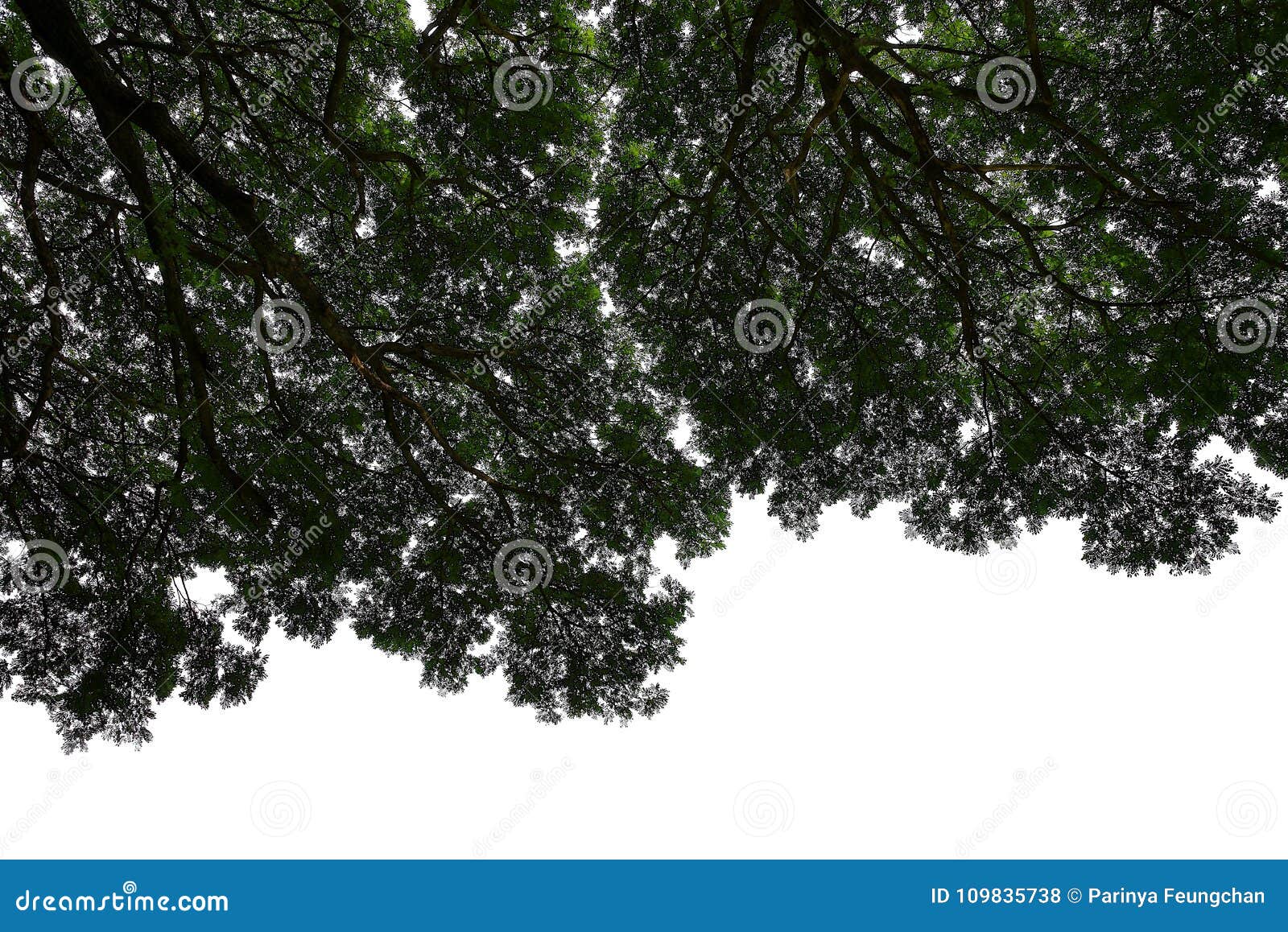 Under the Shade of Tropical Tree Branch Stock Photo - Image of ...
