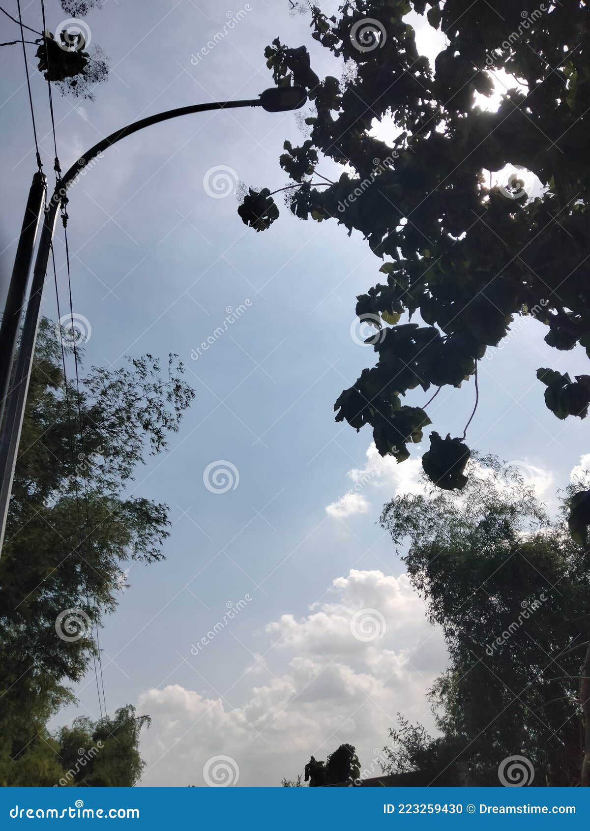 Under a shady tree stock photo. Image of tree, shady - 223259430