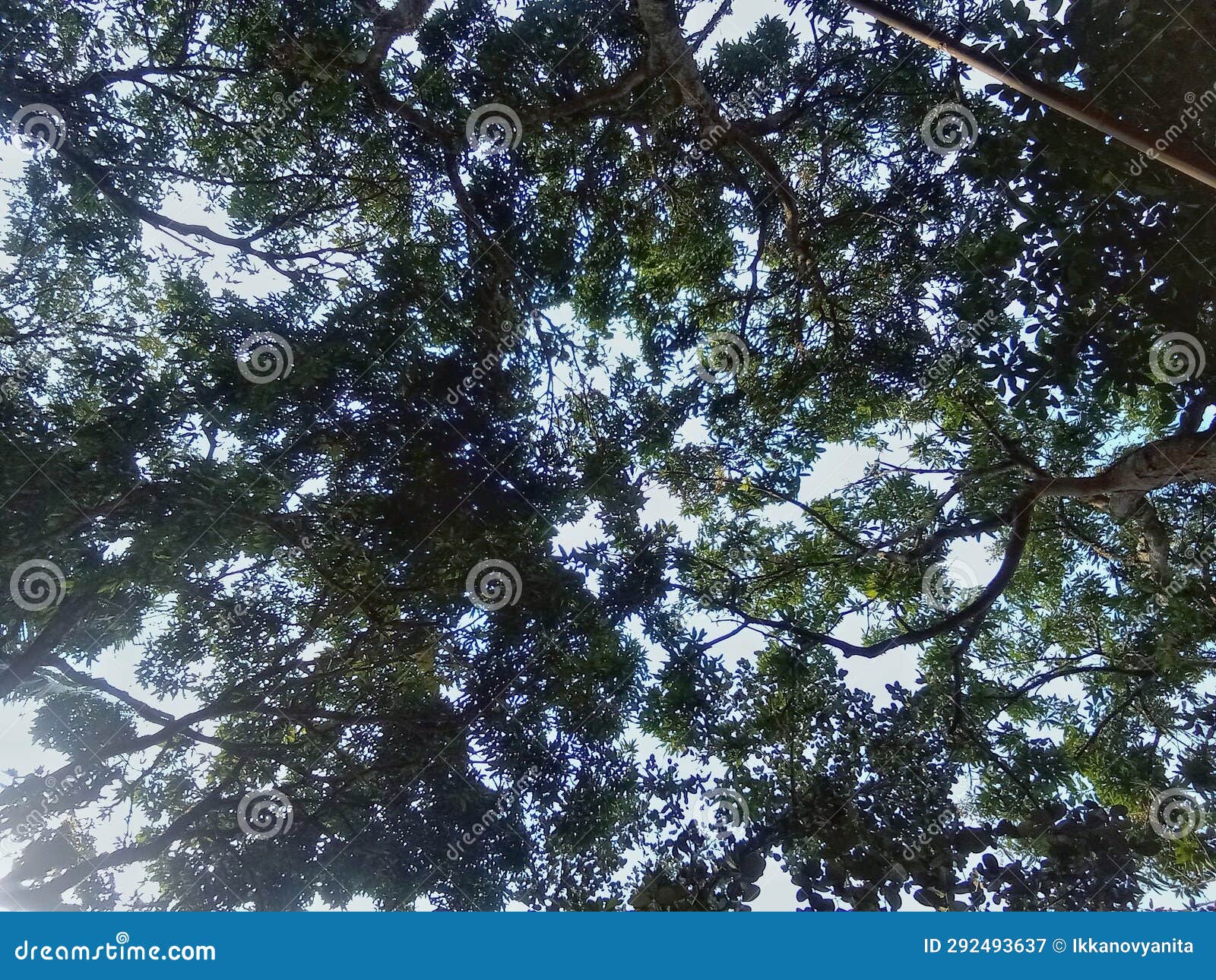 Under a Shady Tree with a Cool Breeze Stock Image - Image of leaf ...