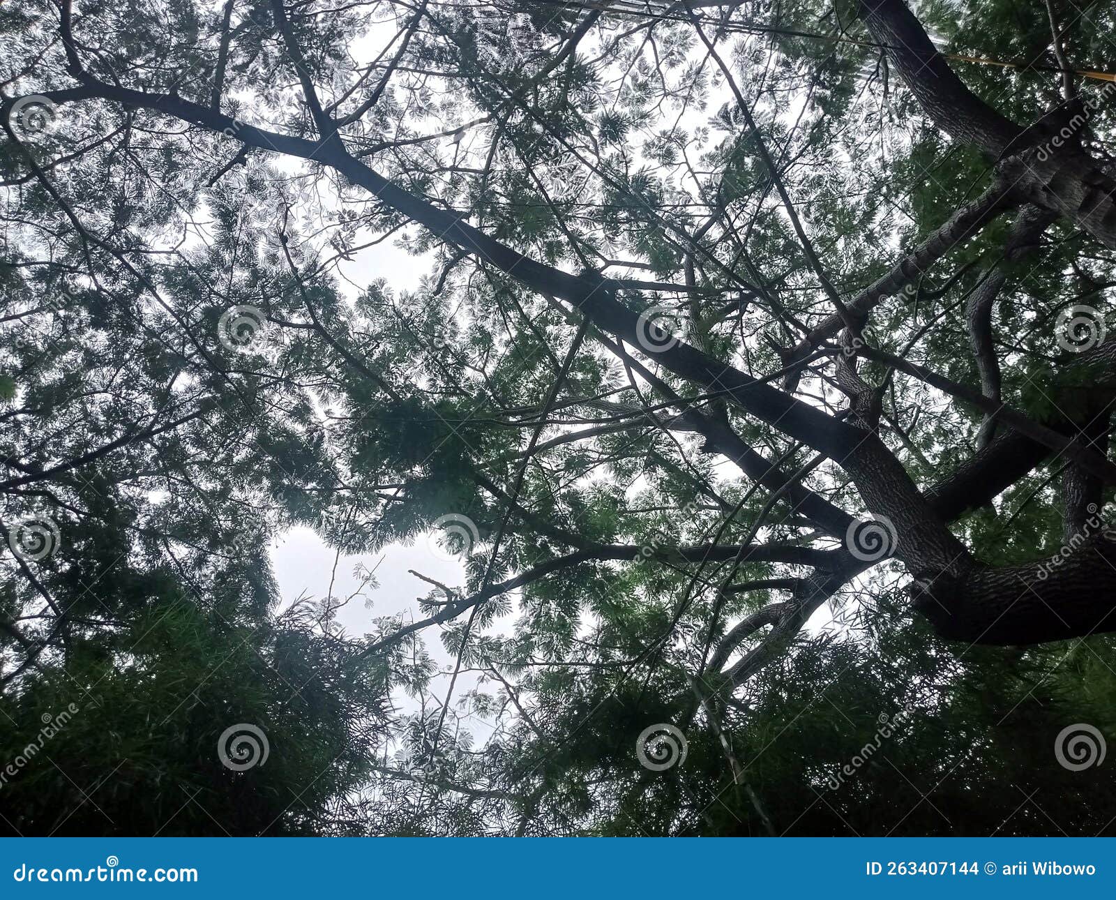 Under a Shady Tree Keeps All the Memories Stock Photo - Image of ...