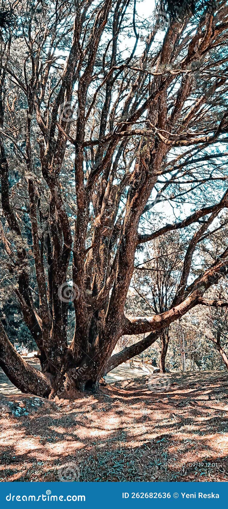 Under a shady tree stock photo. Image of relaxing, tree - 262682636