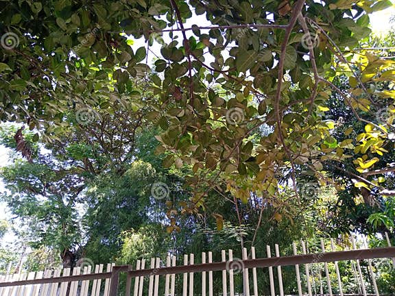 Under a Shady Tree, Under the Shadow of a Tree Stock Image - Image of ...