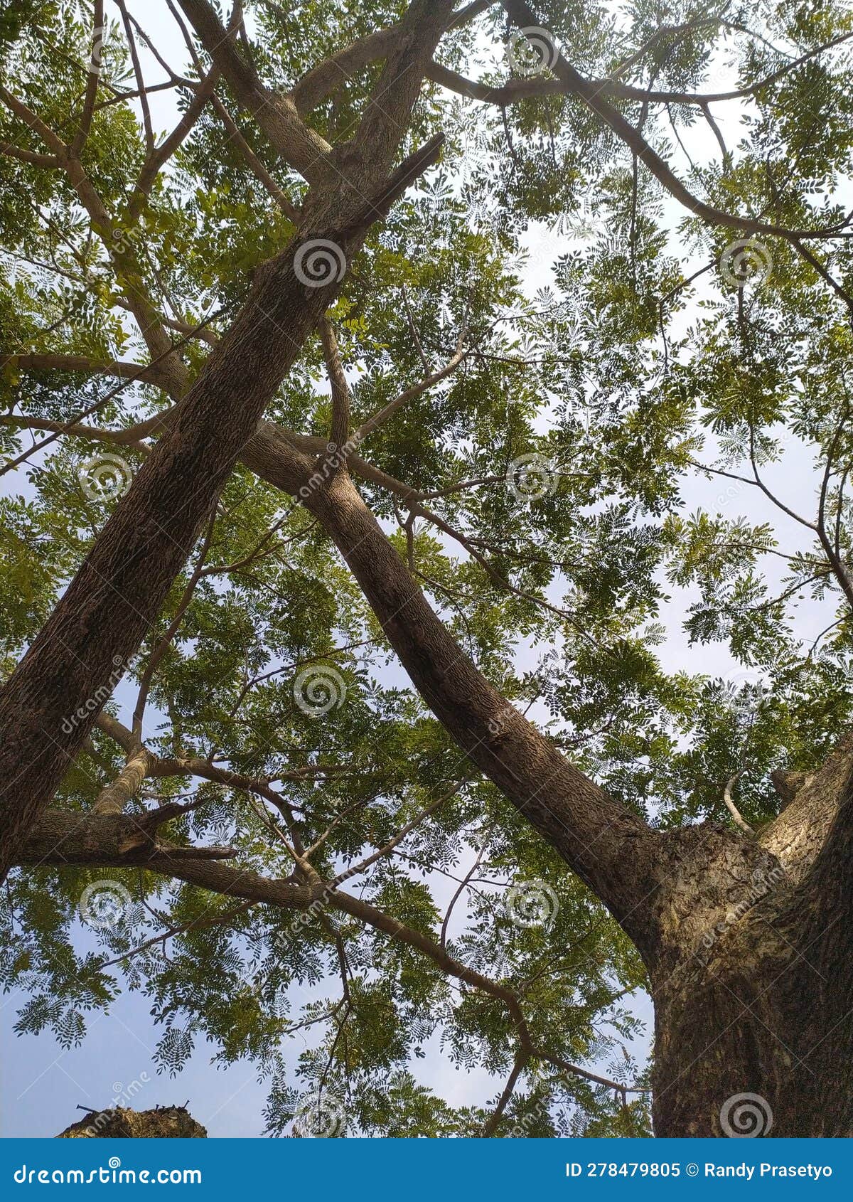 Under a shady tree stock image. Image of nature, tree - 278479805