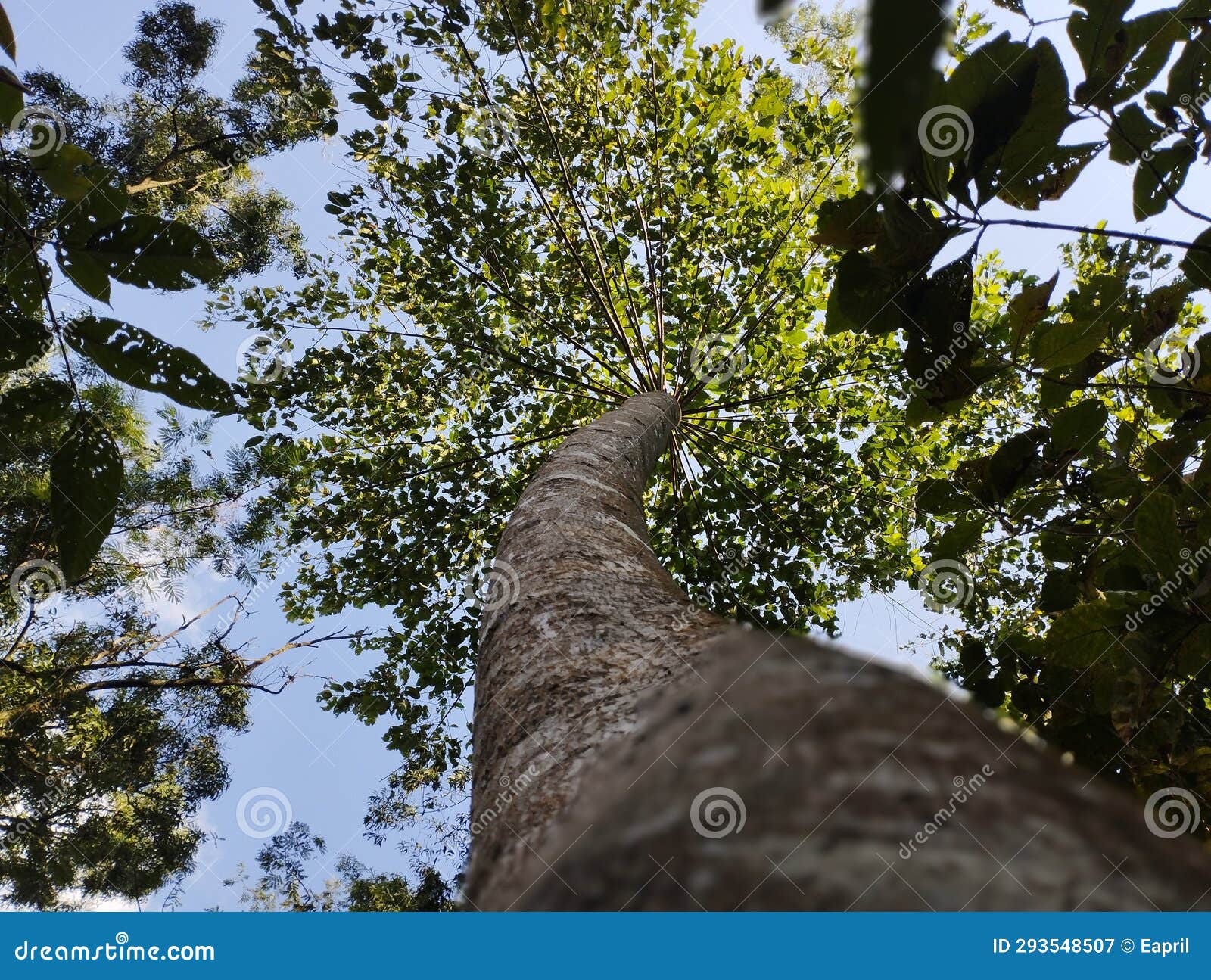 Under a shady tree stock image. Image of garden, autumn - 293548507