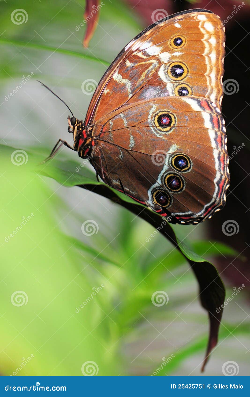 Under Side of Blue Morpho Butterfly Stock Image - Image of close ...