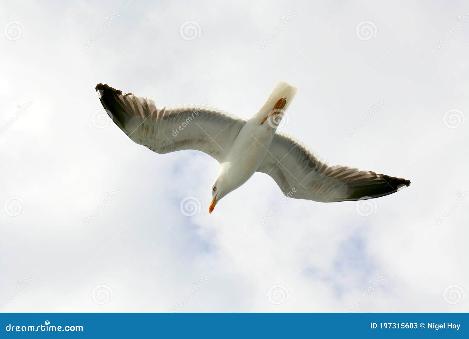 Under Side of Seagull in Flight Stock Image - Image of side, underside ...