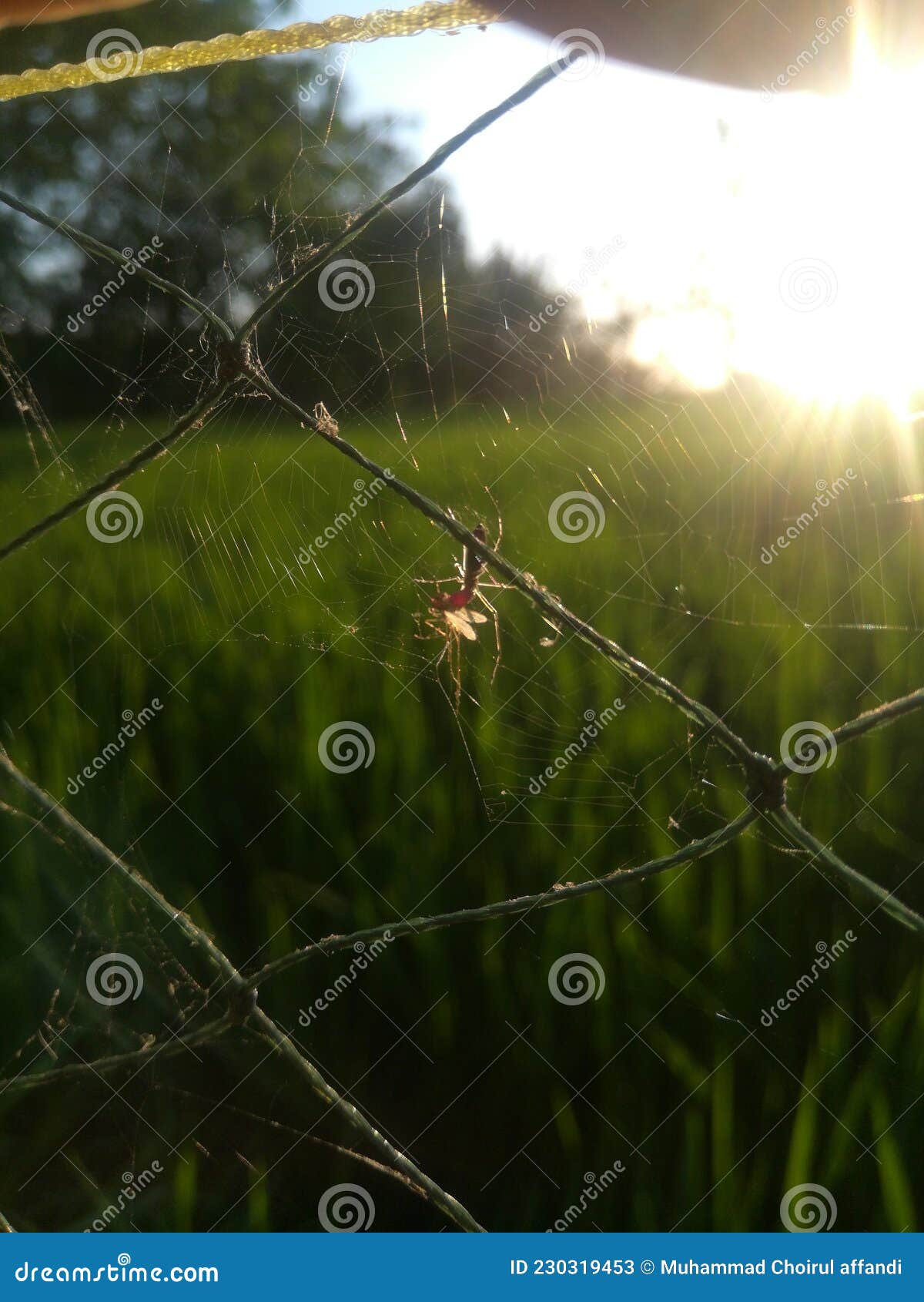 Under the Sun There are Cobwebs Stock Image - Image of grass, nature ...