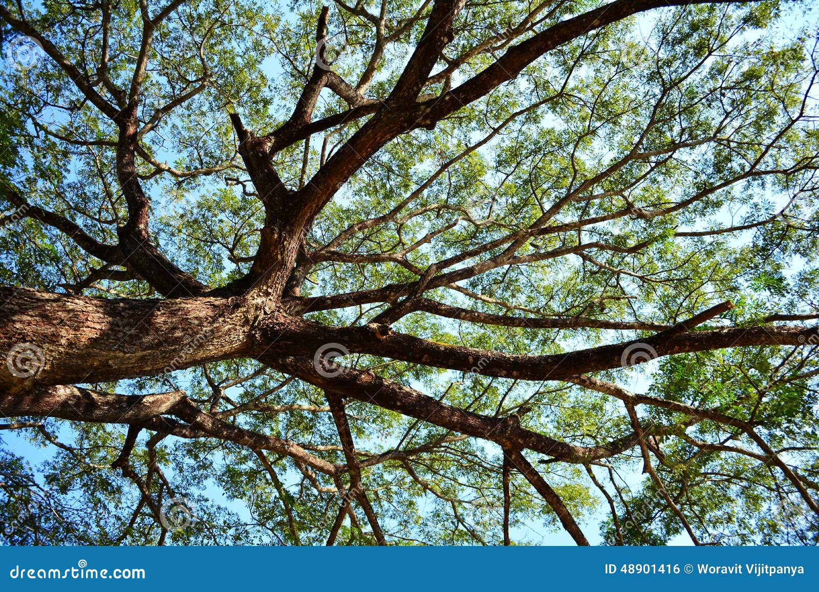 Under the Sunny Tree stock photo. Image of sunny, summer - 48901416