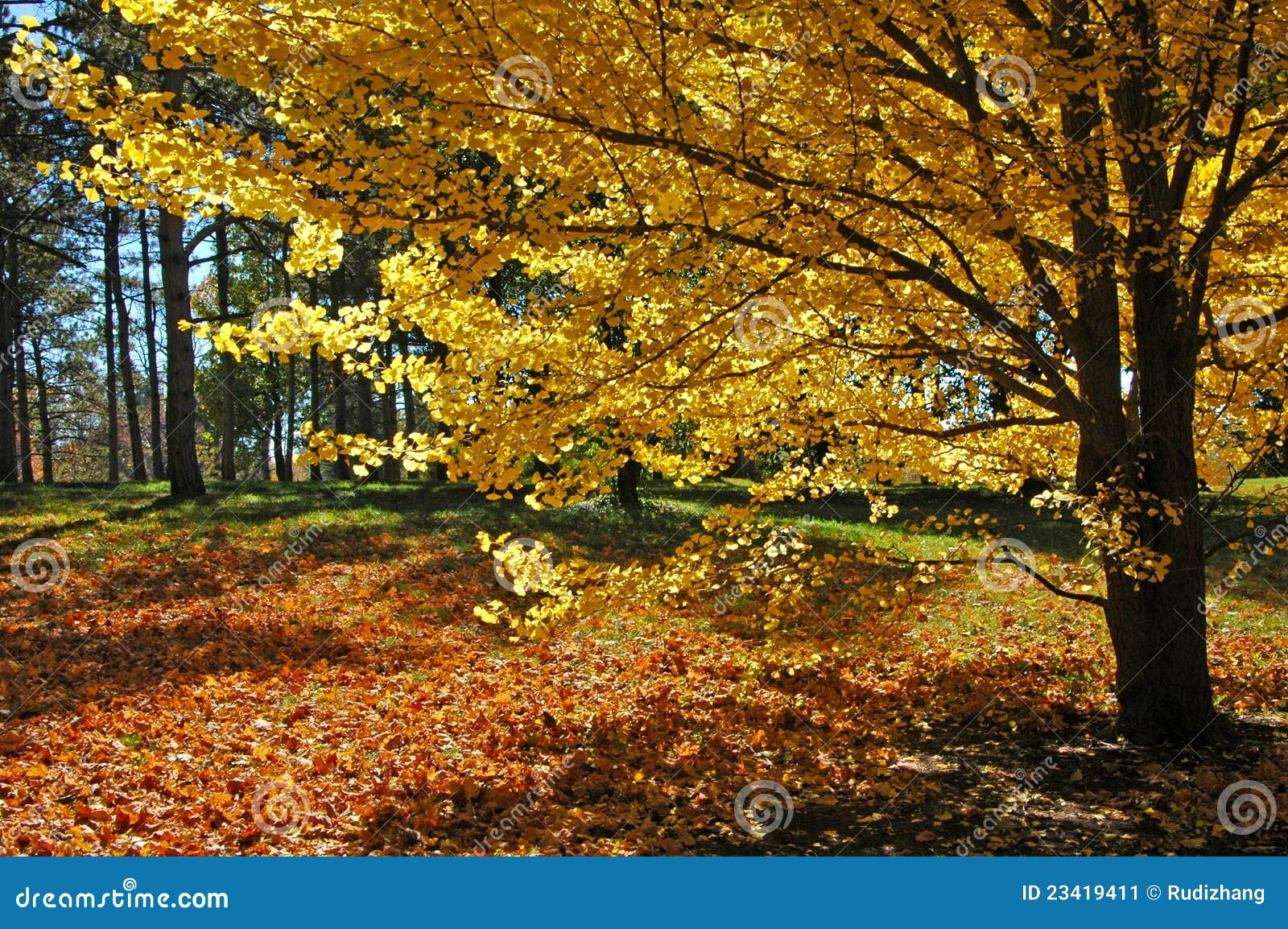 Under the Tree stock image. Image of green, yellow, leaves - 23419411