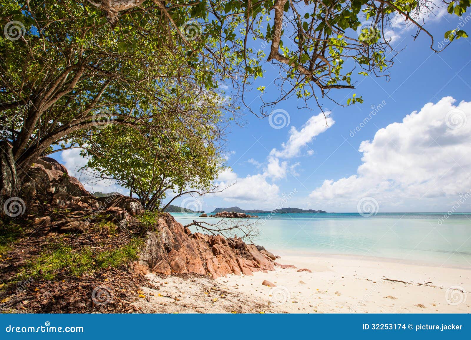 Under a tree at the beach stock photo. Image of ocean - 32253174