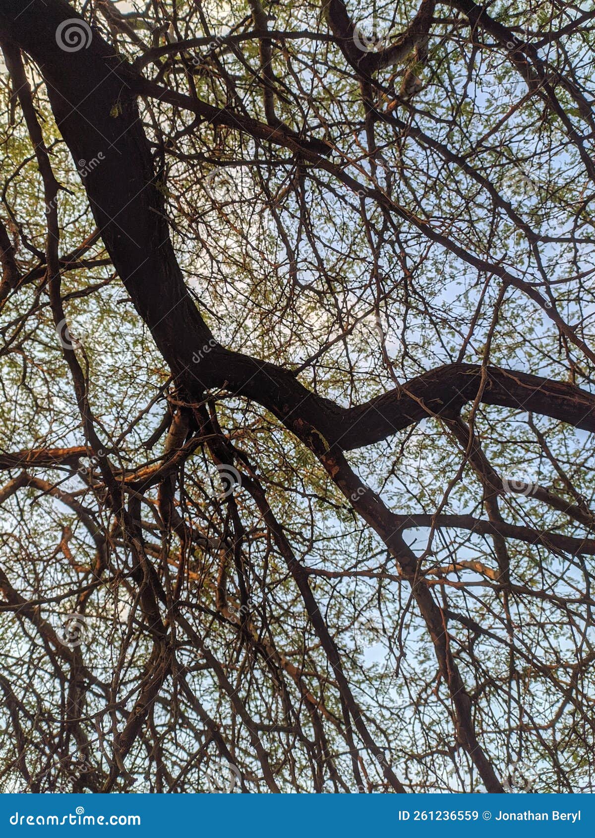 Under the tree branch stock image. Image of winter, forest - 261236559