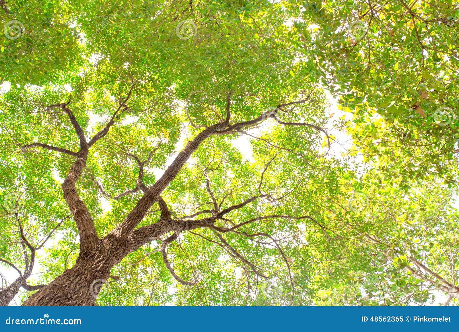 Under Tree Branch with Green Leaf View Stock Image - Image of forest ...