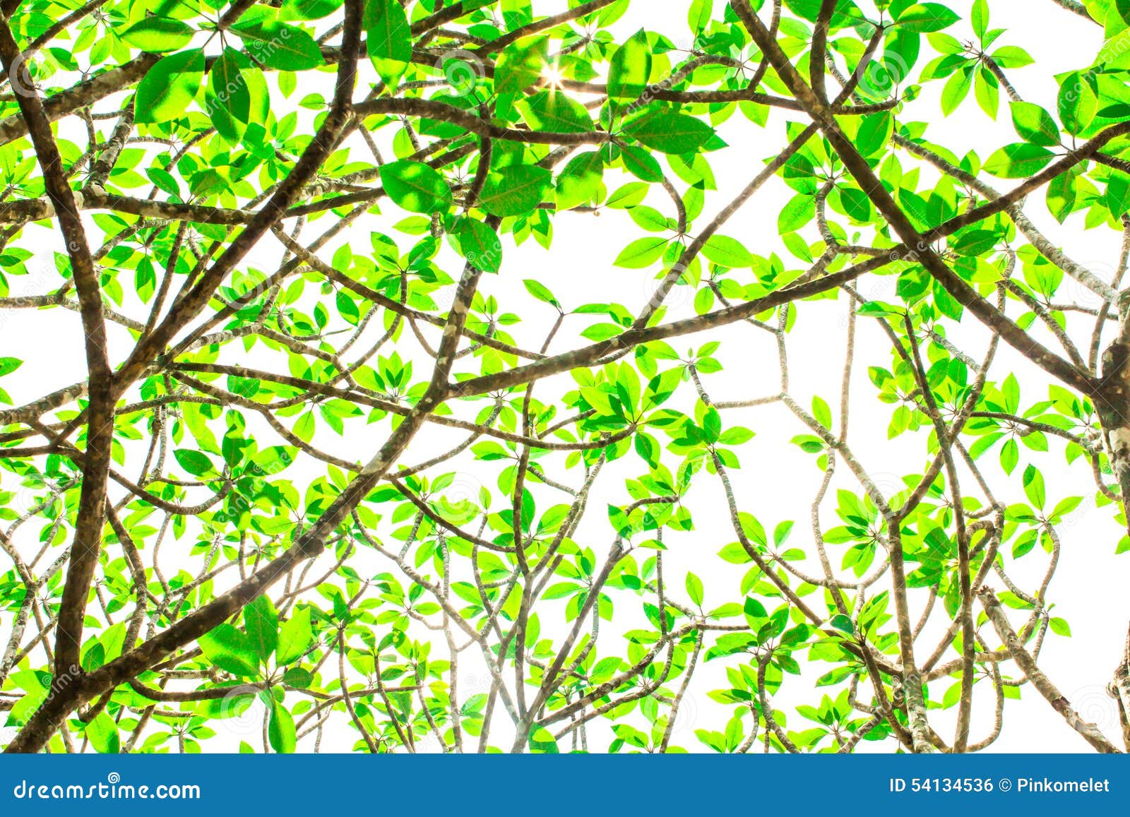 Under Tree Branch with Green Leaf View Stock Photo - Image of sunlight ...