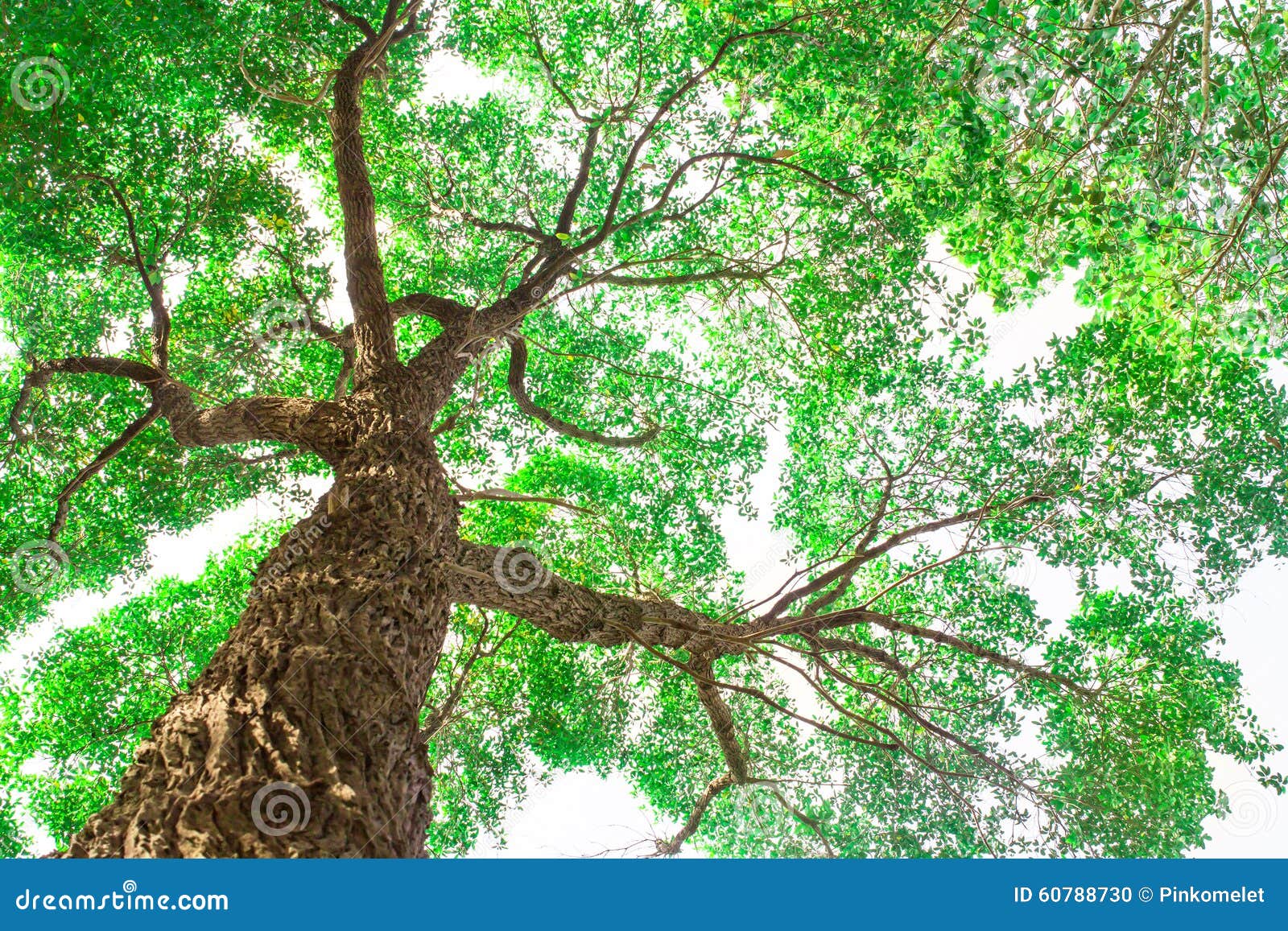 Under Tree Branch with Green Leaf View Stock Photo - Image of nature ...
