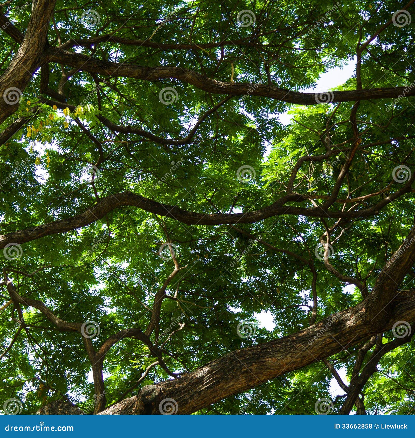 Under the tree stock photo. Image of organic, environment - 33662858
