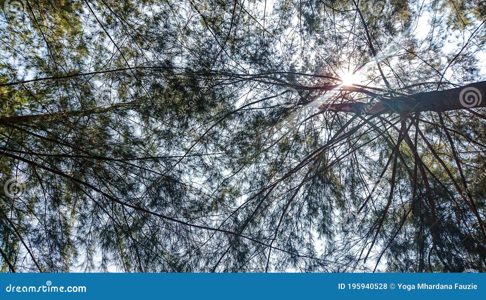 Under the Tree Branch when Sunshine is Come Stock Photo - Image of ...
