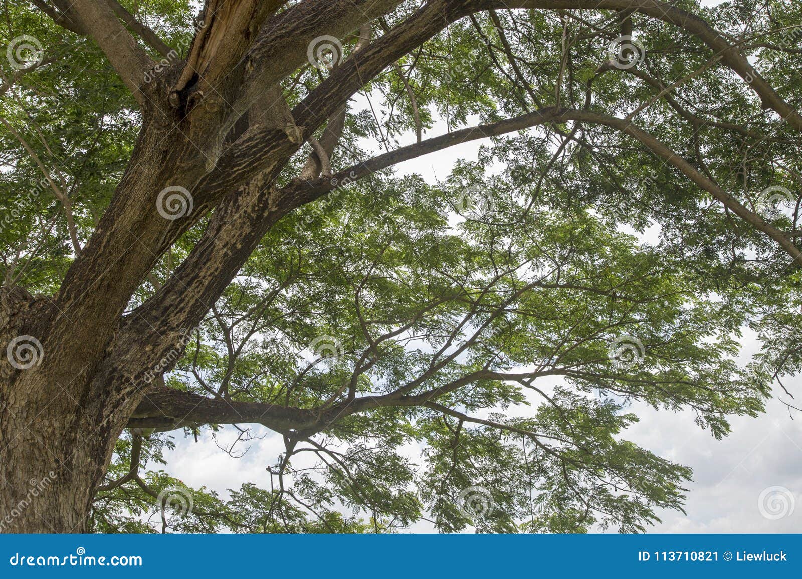 Under the tree with branch stock image. Image of texture - 113710821