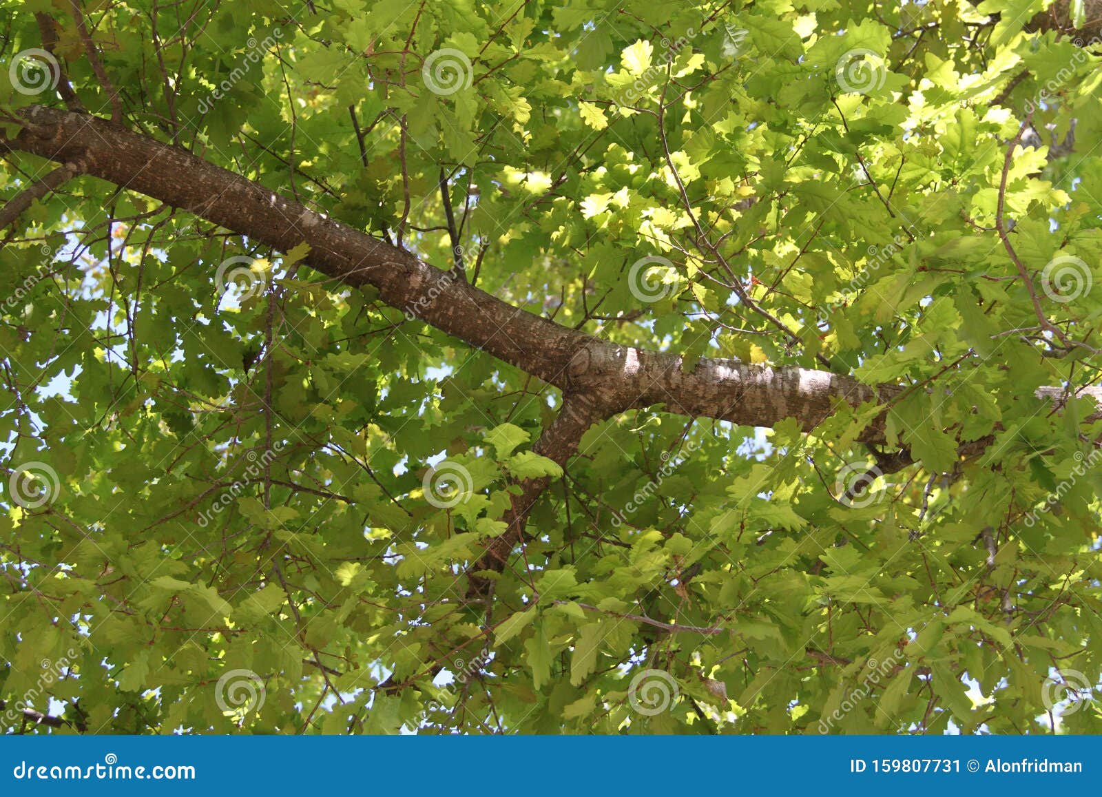 Under Tree Branches Full of Leaves Stock Image - Image of backgrounds ...