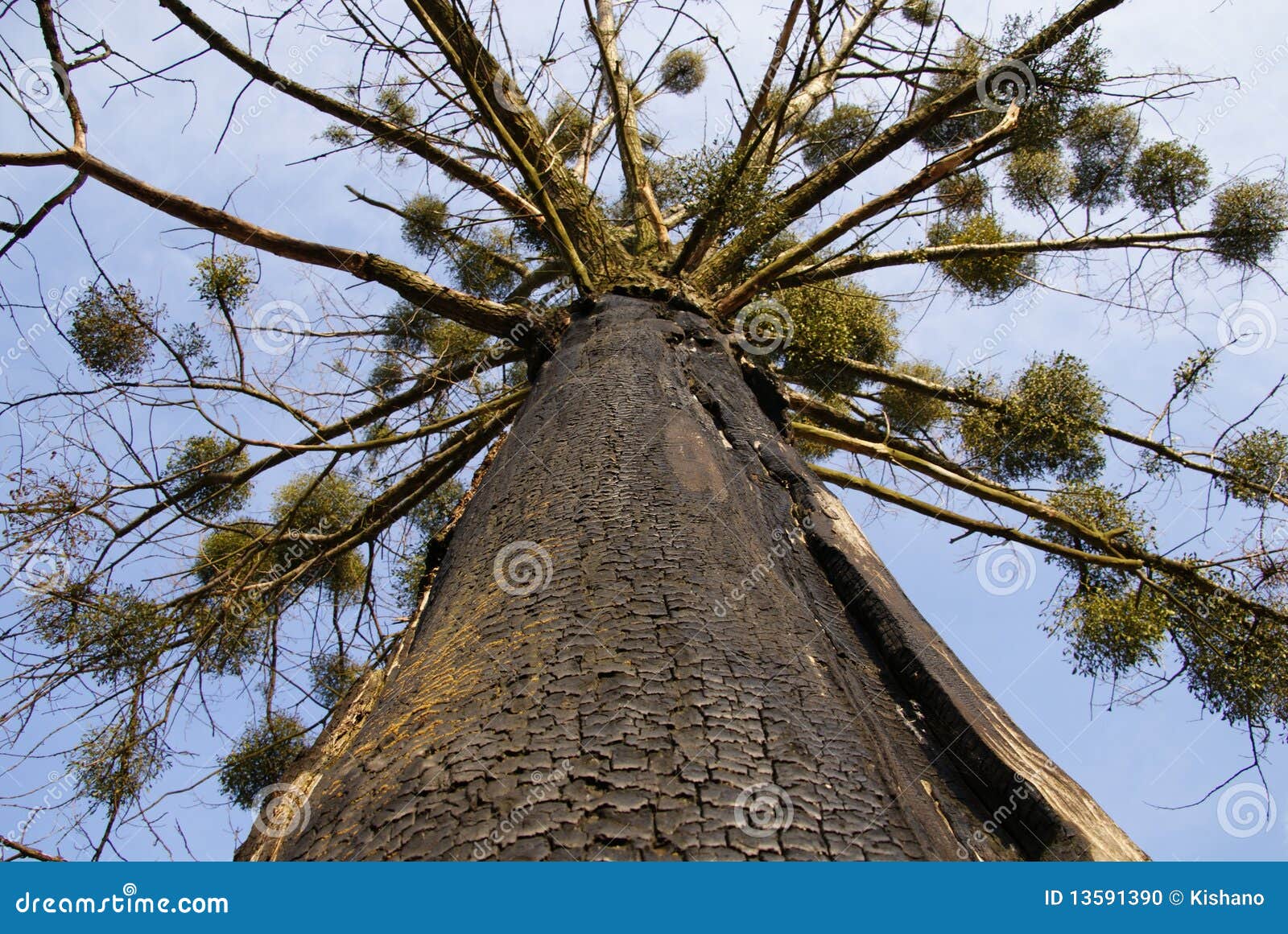 Under tree with burnt bark stock photo. Image of close - 13591390