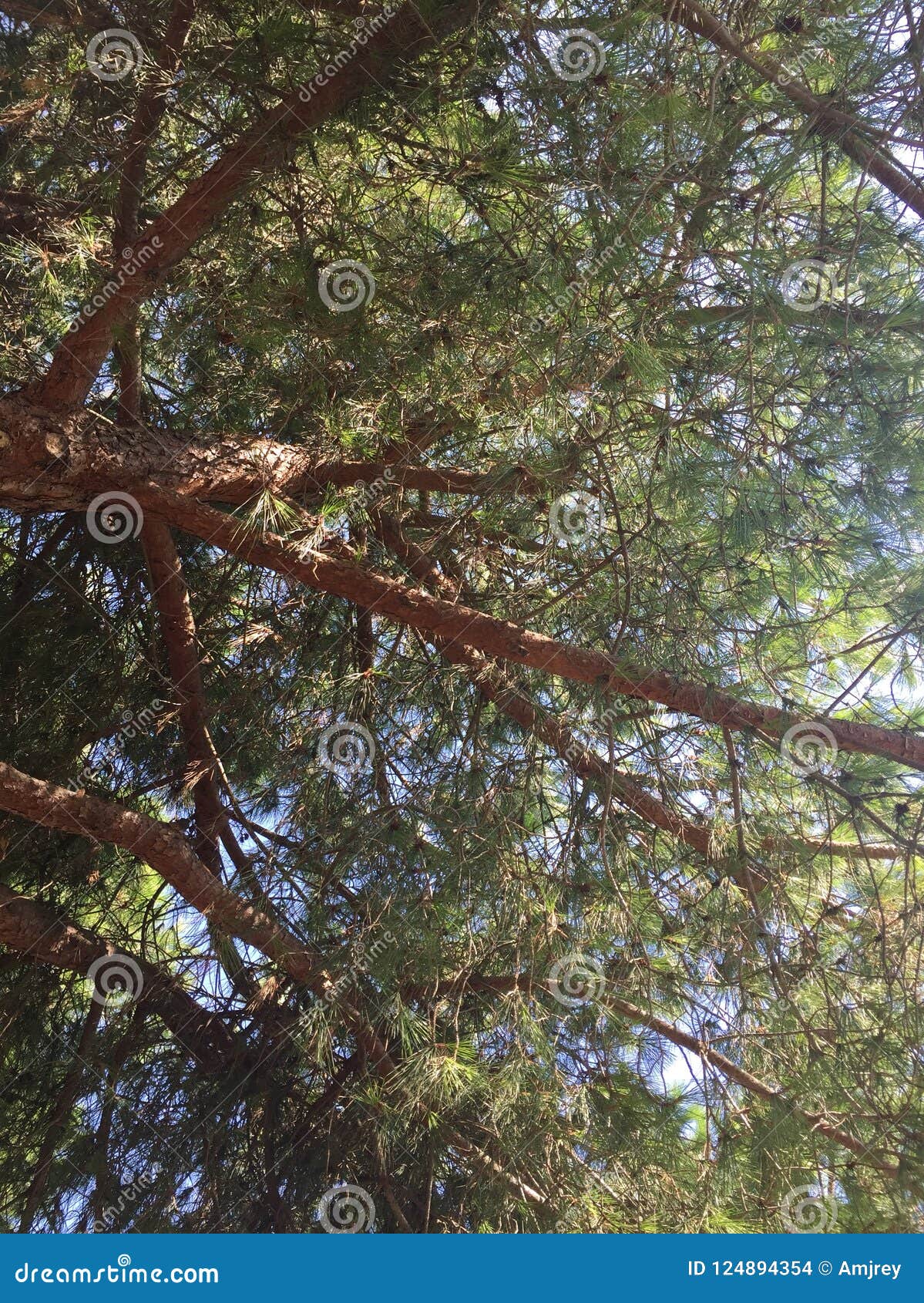 Under a tree canopy stock photo. Image of tree, canopy - 124894354