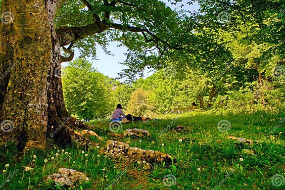 Under tree in the forest stock image. Image of sunny, trees - 3085501