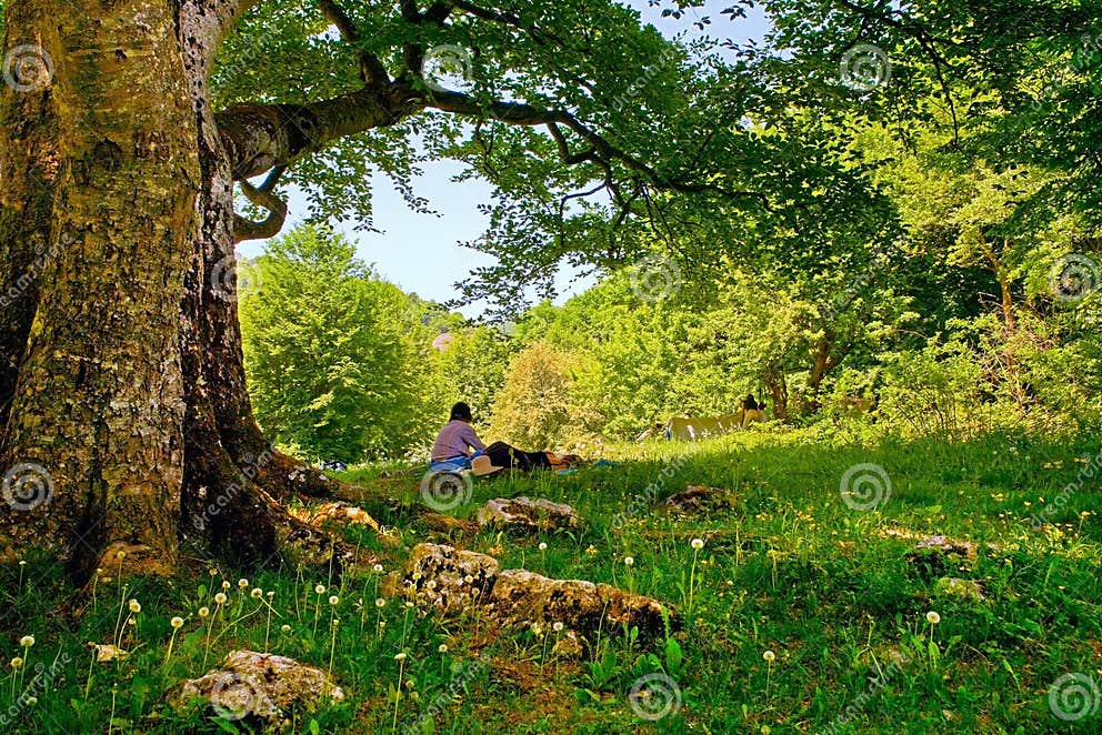 Under tree in the forest stock image. Image of sunny, trees - 3085501